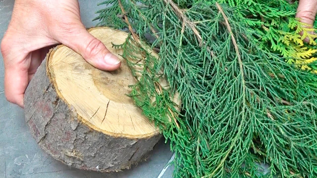 I sawed wood slices and snapped some conifer branches on my garden plot ...