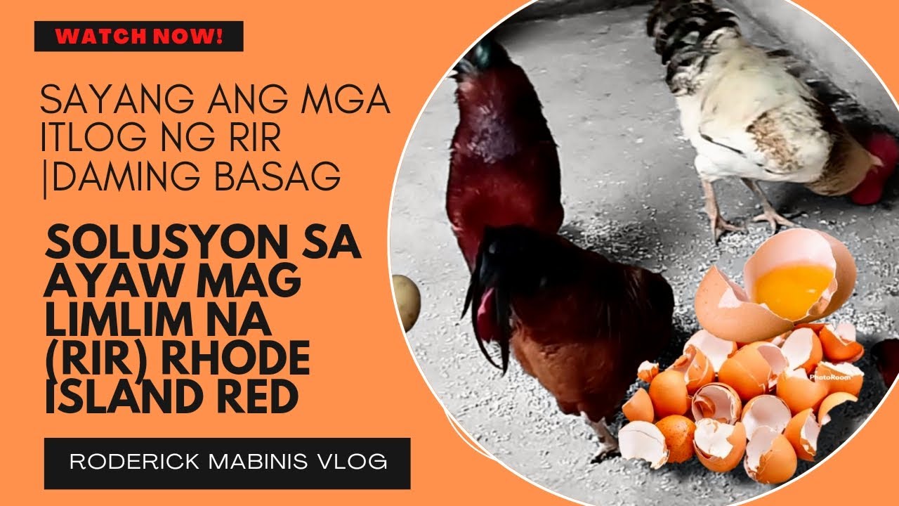 Solusyon sa mga Basag na Itlog| Ayaw Maglimlim na RIR | Chicken Eggs ...