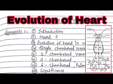 Evolution of heart in vertebrate | Evolution of aortic arches #mscnotes ...