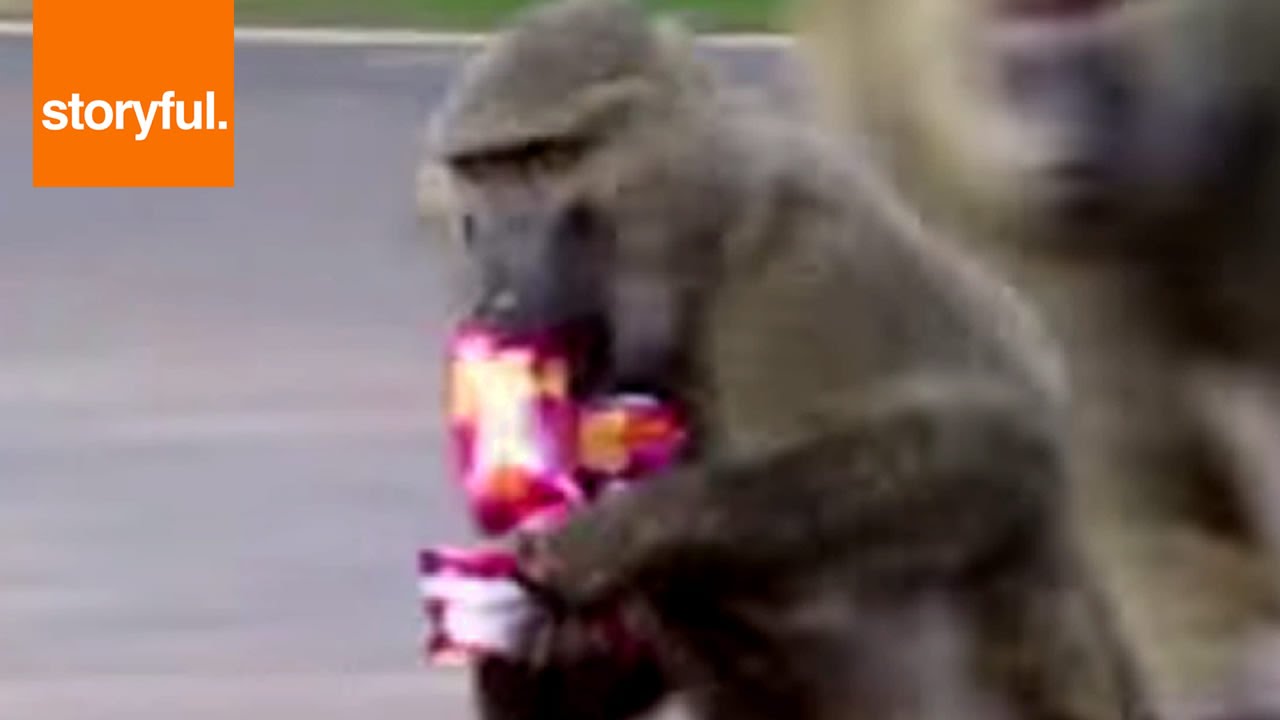 Sneaky Baboon Steals Snacks From Supply Truck (Storyful, Wild Animals ...