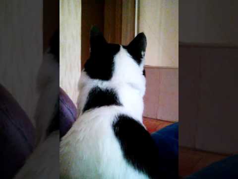 Кайфкотик