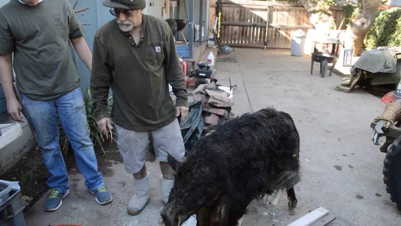 Converting Bush Pig to A European Boar (Part 1) - YouTube