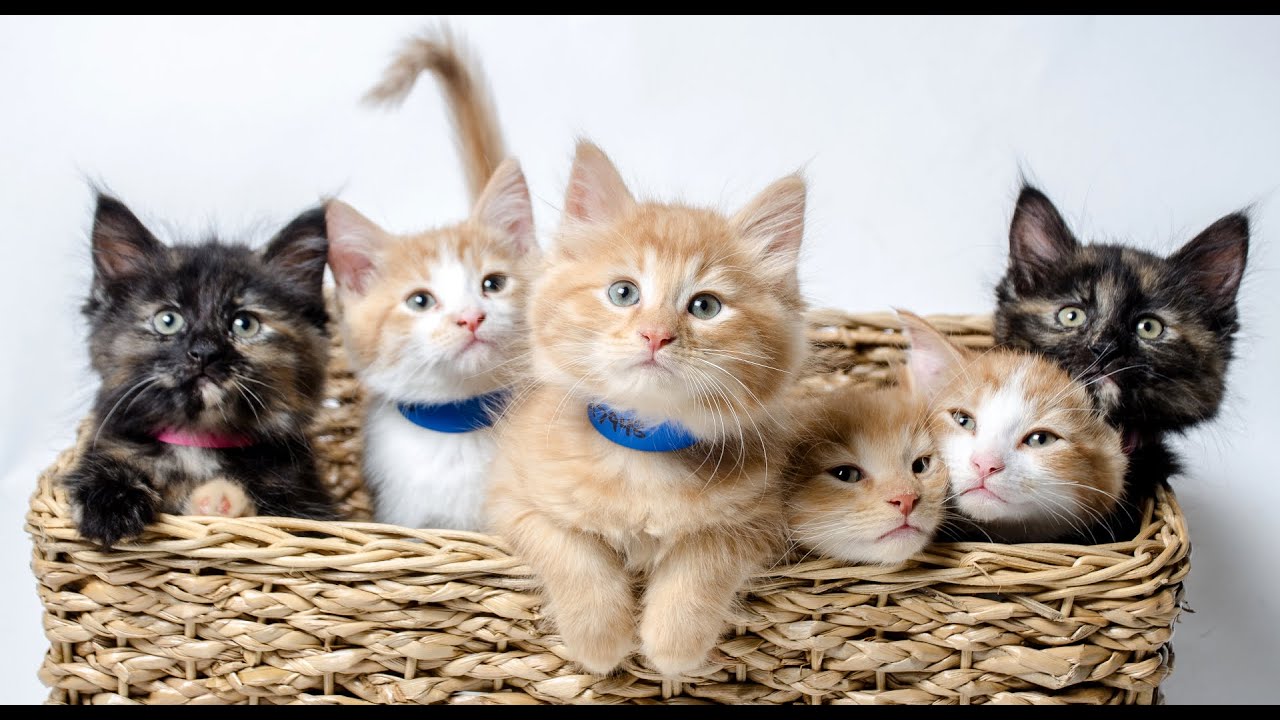 Mind Control Through Repetition (3) - YouTube