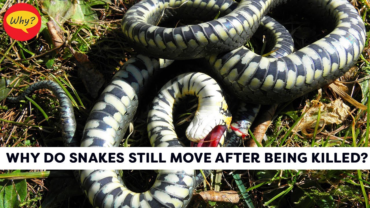 Why do snakes still move after being killed | Fascinating facts #16 ...