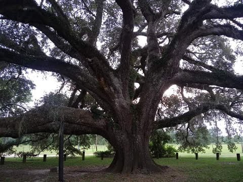 Haunted Location: The Constitution Oak - Geneva, Alabama - YouTube