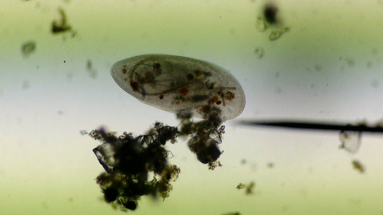 Protist under microscope in water sample - YouTube