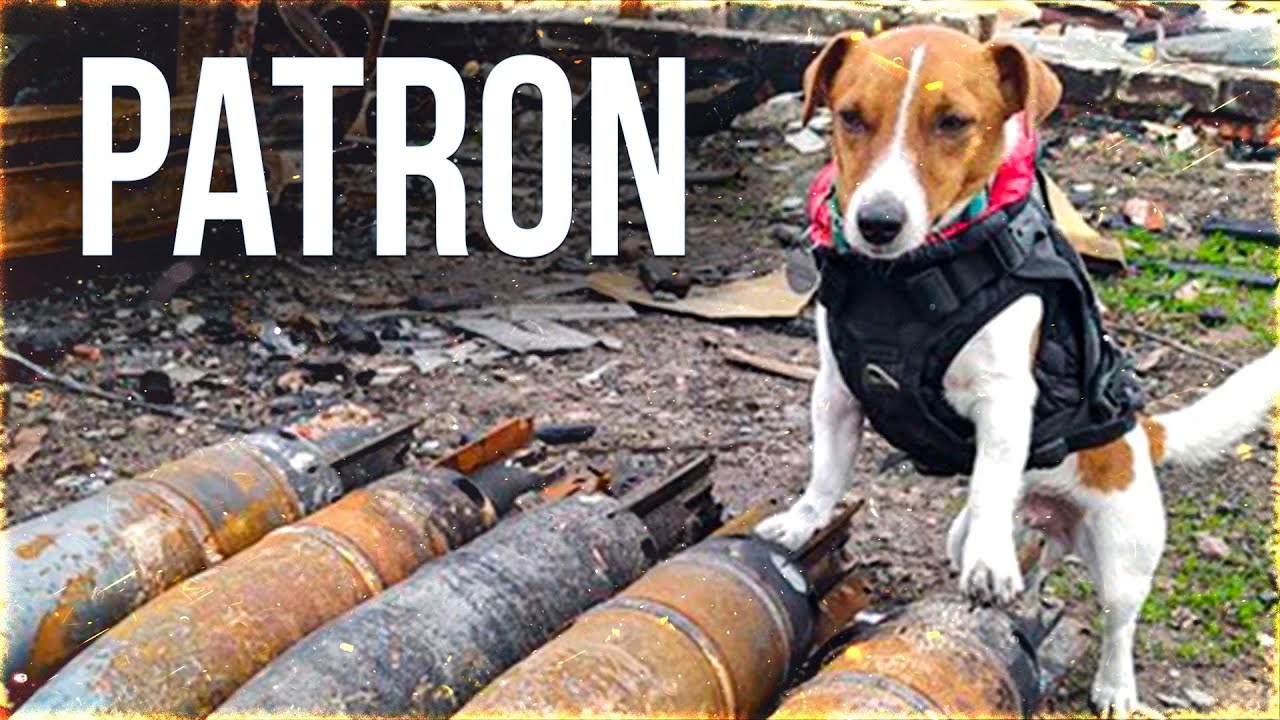 Patron, the Heroic Dog Sniffing For Bombs in Ukraine (documentary short ...