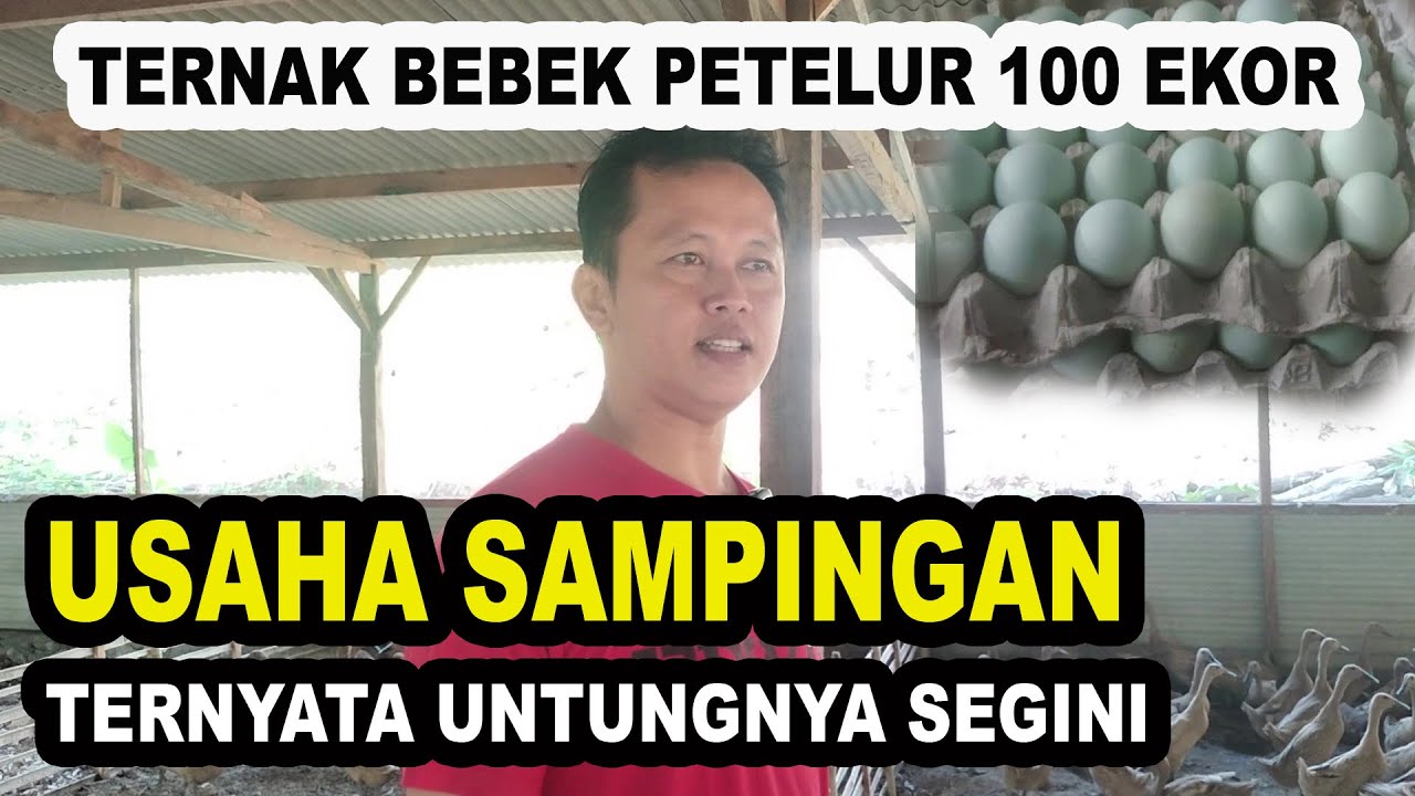 SUKSES BETERNAK BEBEK PETELUR 100 EKOR PERAWATAN MUDAH UNTUNG LUAR ...