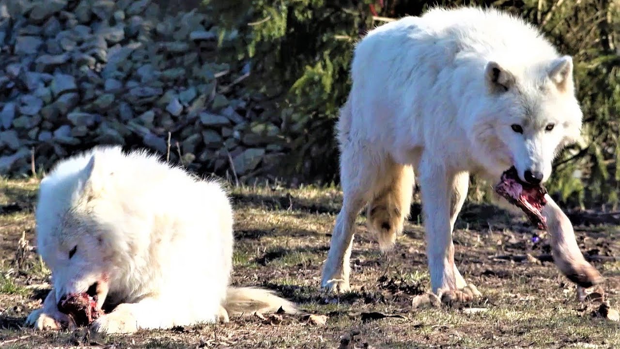 Arctic Wolves chewing on bones aka White Wolf or Polar Wolf, is High ...