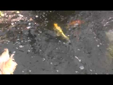 Fish running! - YouTube