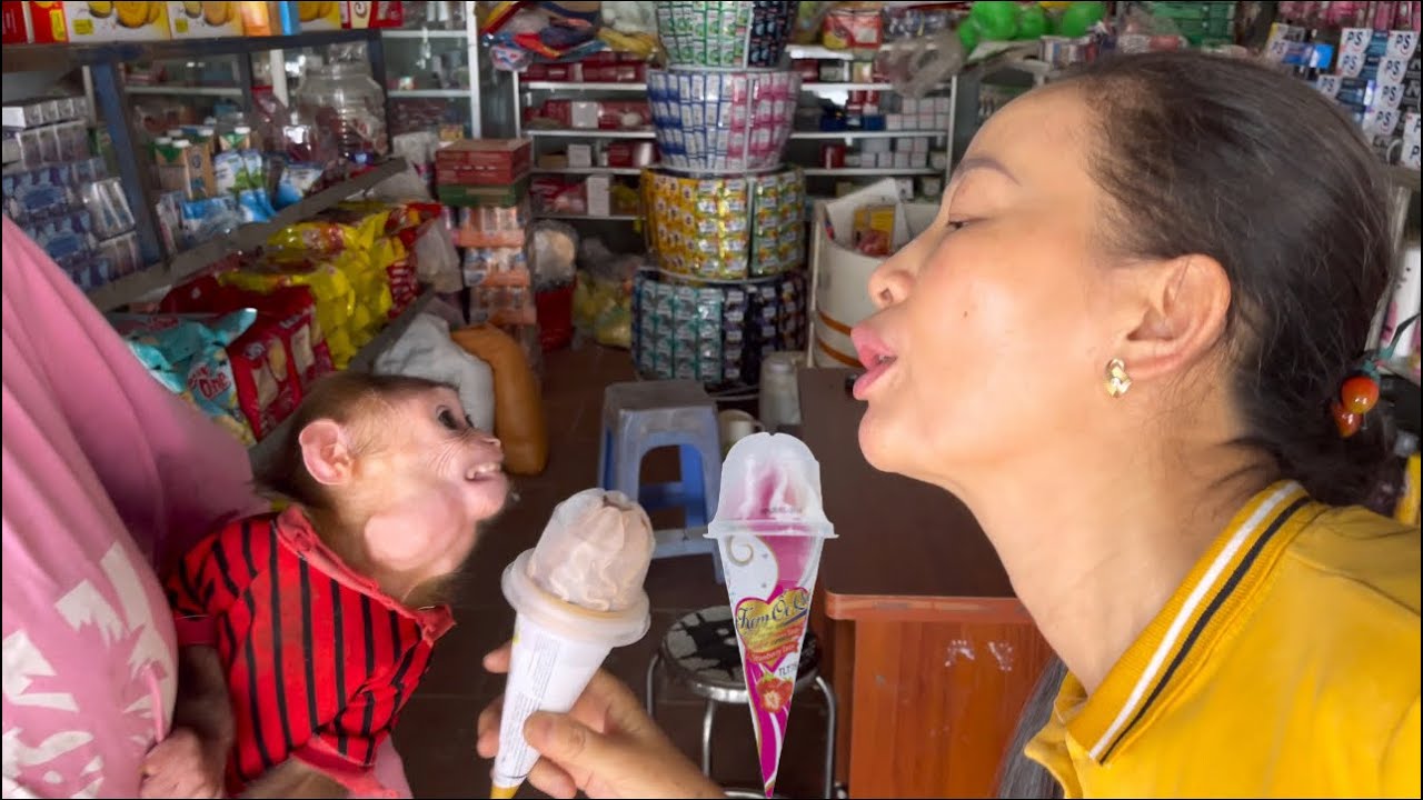 Monkey Baby Bon Tom| Monkey bon bon teases grandma when she holds ice ...