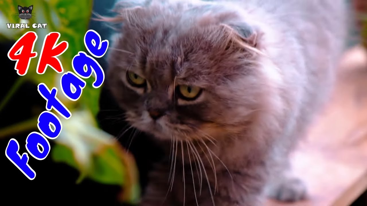 4K Quality Animal Footage - Cats and Kittens Beautiful Scenes Episode ...