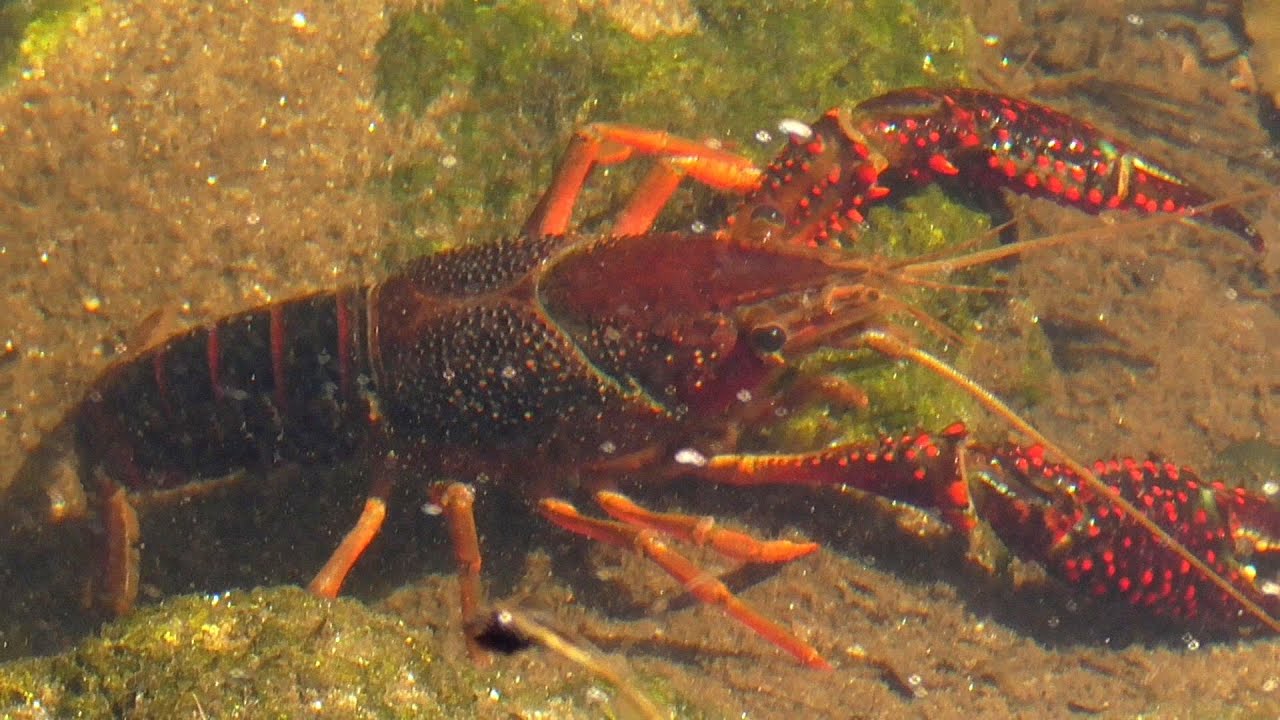 Cangrejo rojo americano (Procambarus clarkii) - YouTube