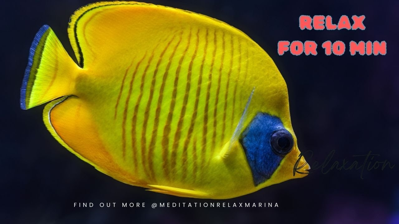 Oceanic Oasis: 10-Minute Relaxation with Calming Fish - YouTube