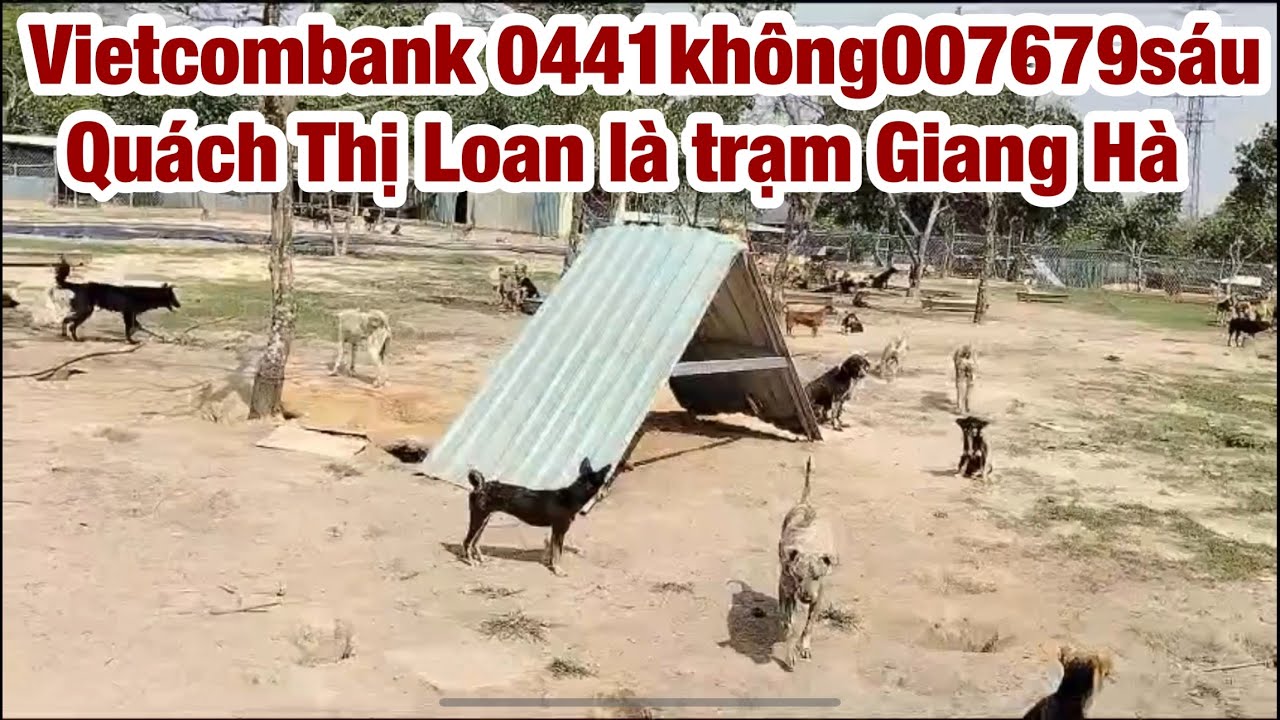 400 bé chó không còn gạo để ăn , HK xin MTQ xem xét giúp cho các bé 4 ...