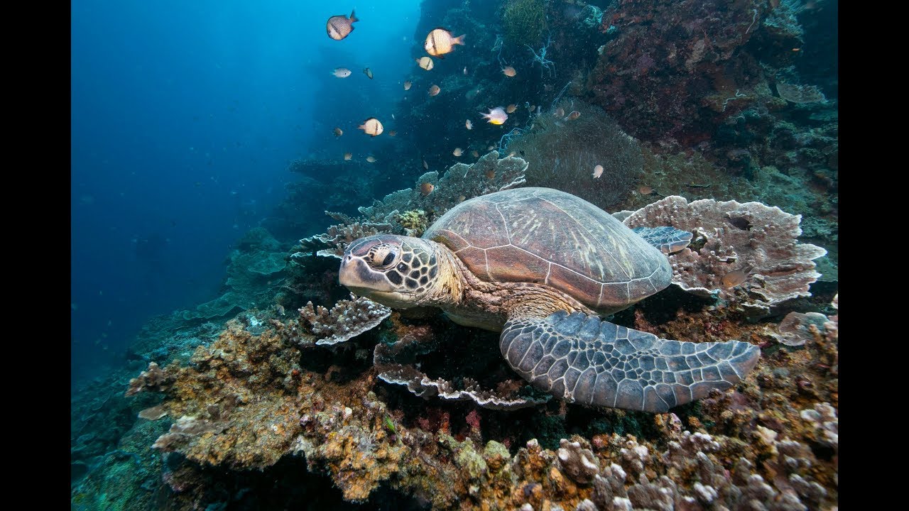 Dive at Moalboal, Cebu, Philippines - YouTube