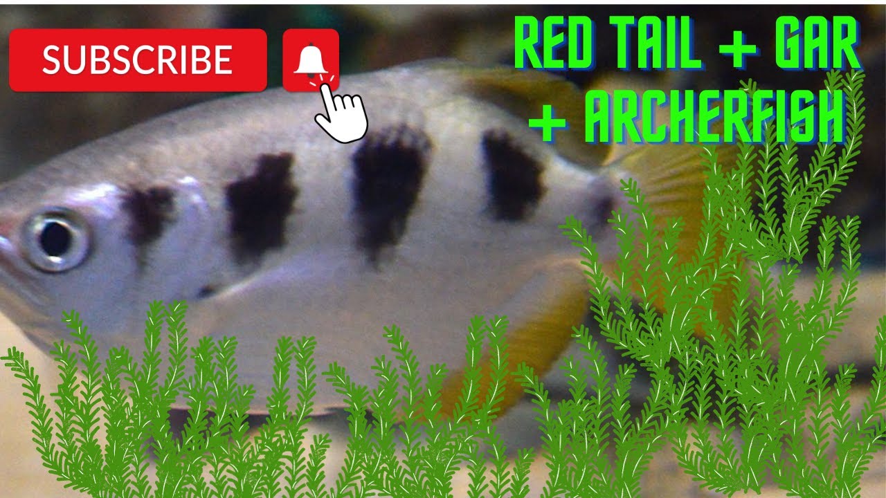 Red tail cat fish, Garr Fish and my favoured is the freshwater archer ...