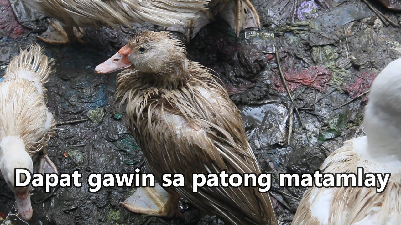 GAWIN MO ITO BAGO PA MAPESTE ALAGA MONG PATO || IWASANG MAULANAN ANG ...
