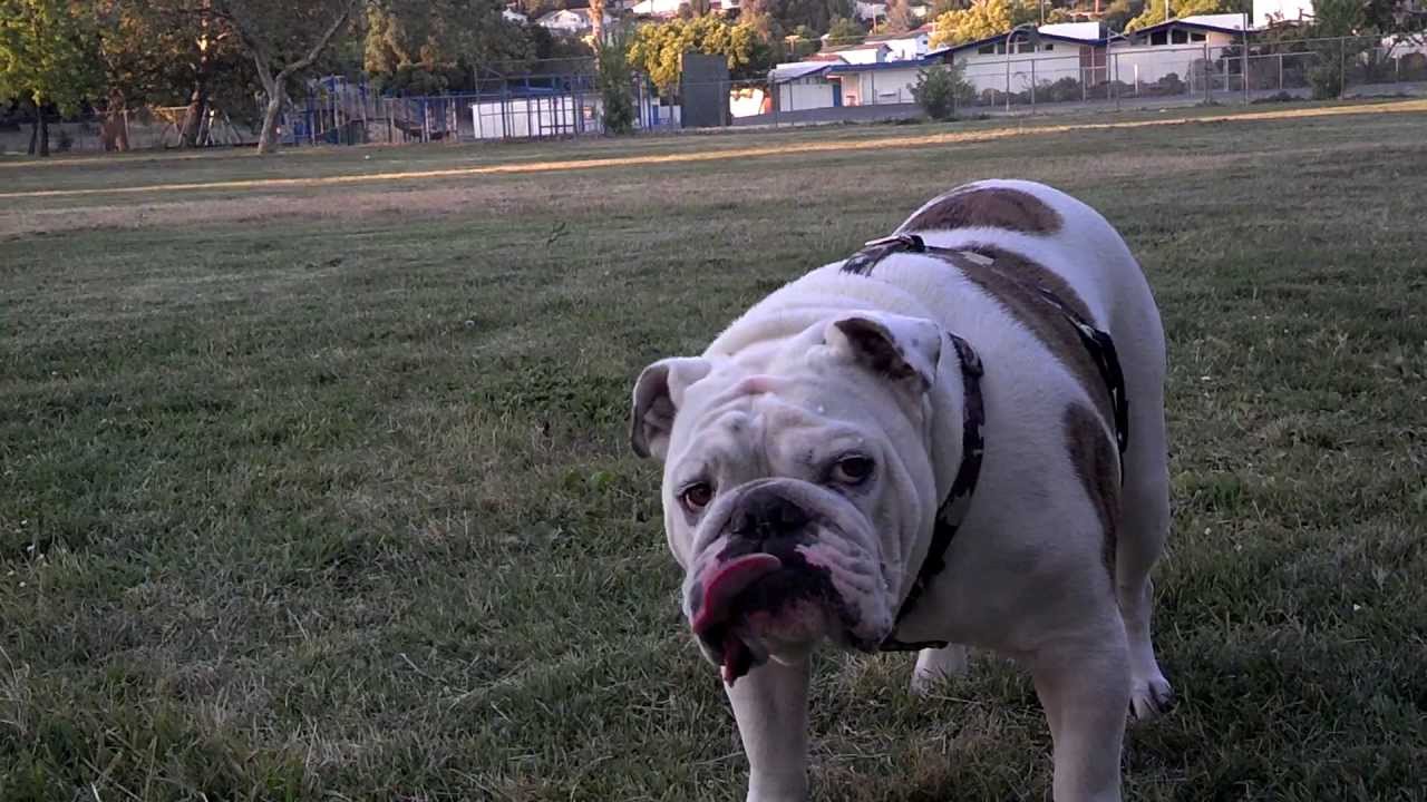 english bulldog sneeze attack - YouTube