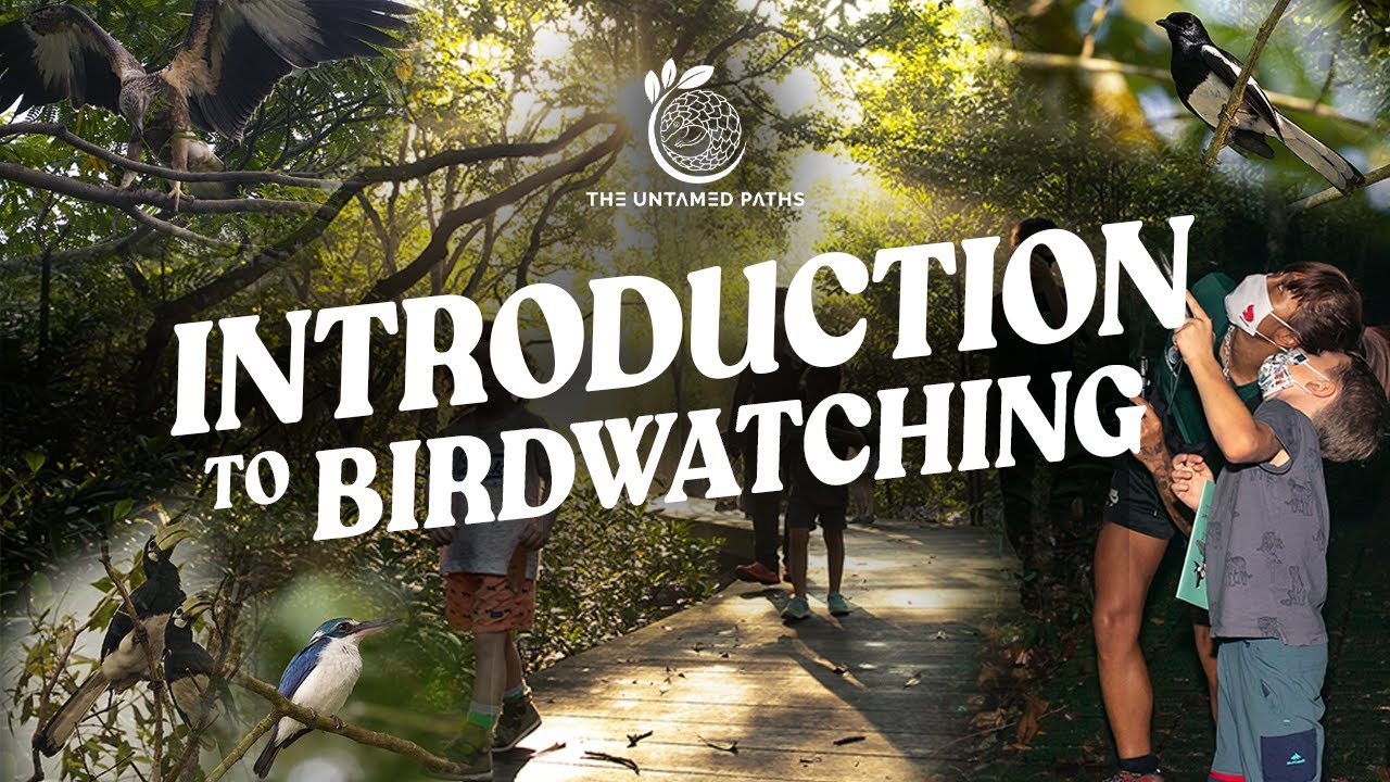 The Untamed Paths | Birdwatching (Sentosa) | 4K60 - YouTube