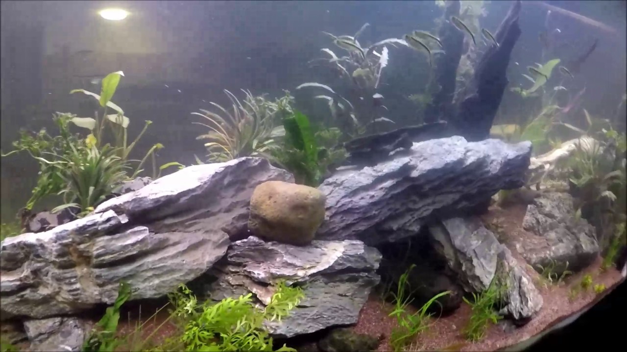 BICHIR TANK AQUASCAPED - YouTube