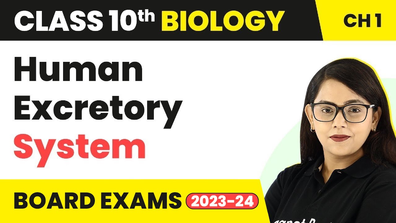 Human Excretory System - Life Process | Class 10 Biology - YouTube