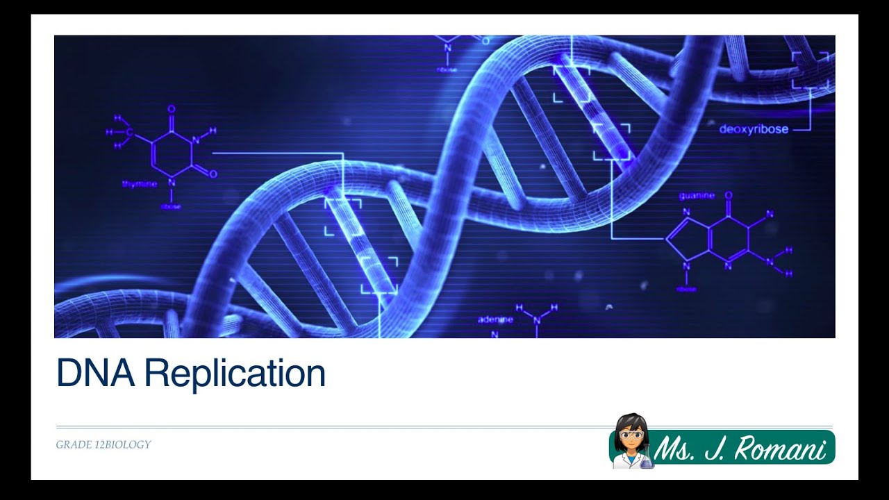 Lesson Video - DNA Replication - YouTube