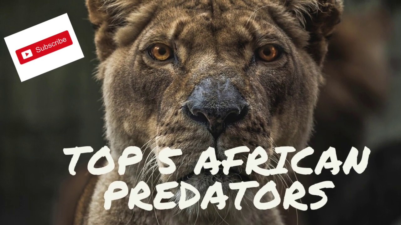 Top 5 African predators - YouTube