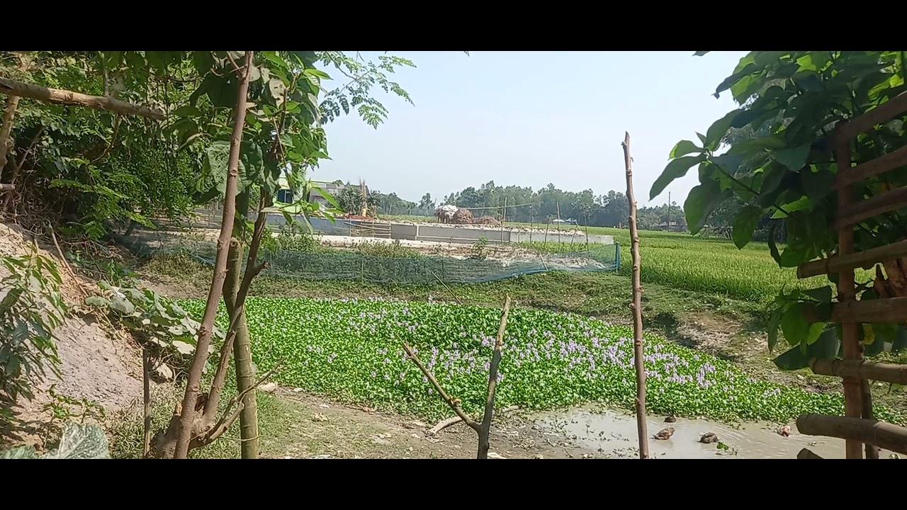 pukur er Video new video allah 5 channel / like / comment share / and ...