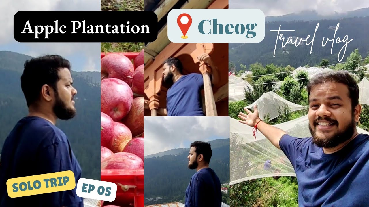Apple Farming Plantation in Shimla | Airbnb Cheog Travel Vlog ...