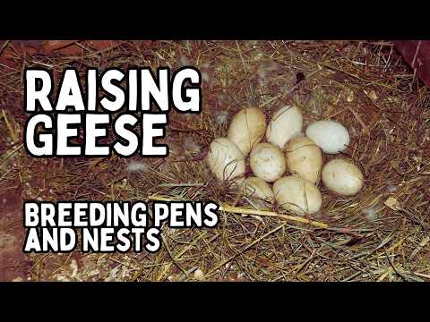 Raising Geese | Breeding Pens and nests for our American Buff Geese ...