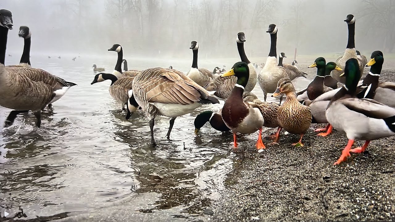 Soothing Sounds of Nature, Duck and Goose Chatter Sounds Effect ...