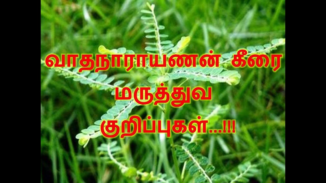 வாதநாராயணன் கீரை மருத்துவ குறிப்புகள்...!!! - YouTube