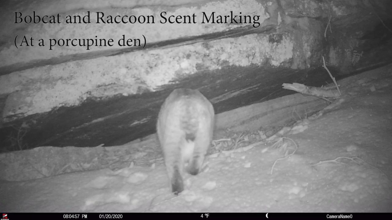 Raccoon and bobcat scent marking - YouTube