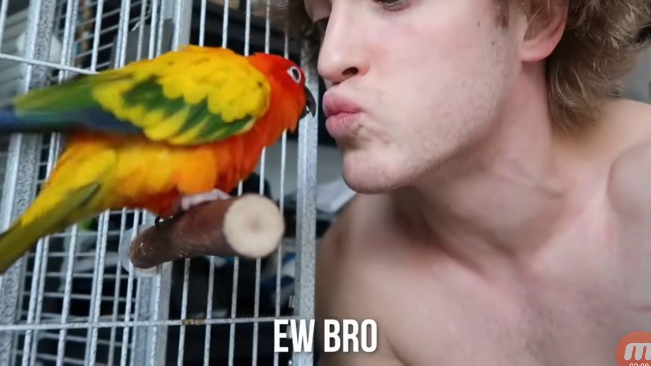 MAVERICK THE PARROT AND LOGAN PAUL BEST MOMENTS - YouTube