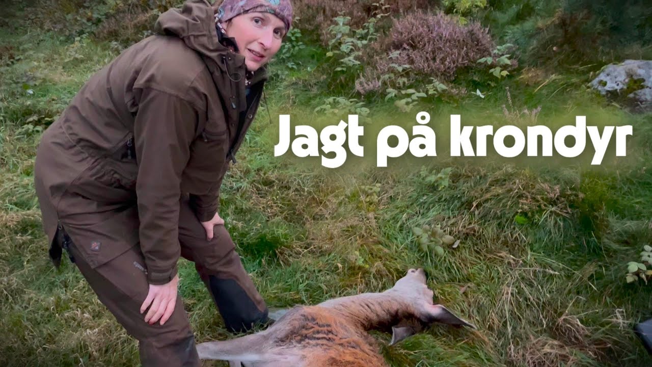 Jagt på krondyr / Hunting for red deer - YouTube
