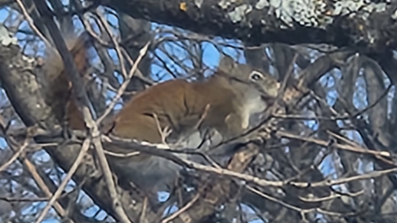 The squirrel is back! Live. ( NOW in REPLAY ) - YouTube