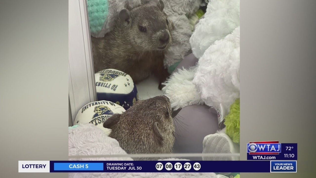 Got a quarter? Groundhog rescued from Hollidaysburg claw machine - YouTube