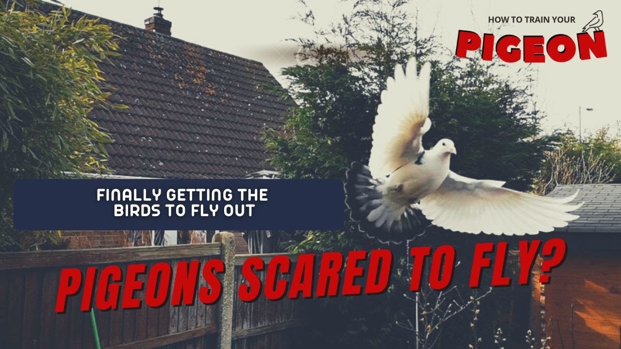 Racing pigeons SCARED to fly? HTTYP ep. 4 - YouTube