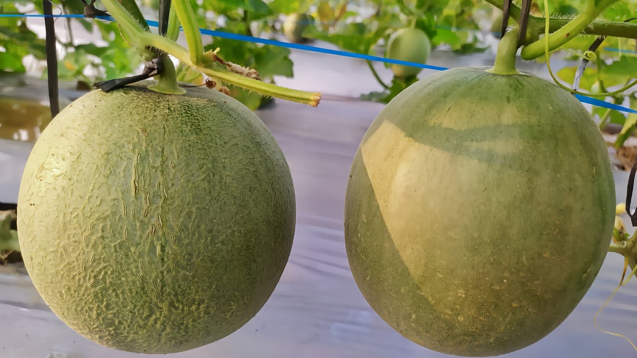 Cara memupuk melon agar besar besar buah nya - YouTube