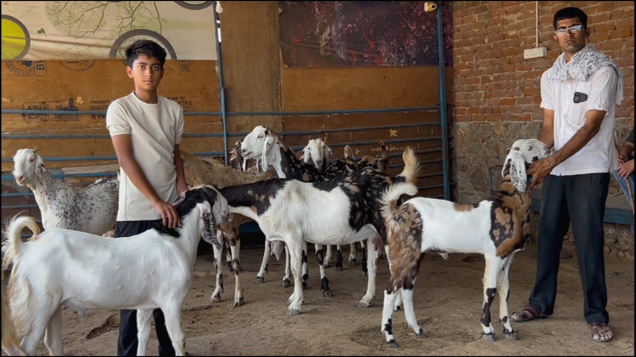 Biggest gujri goat farm big size gujri female palne wale bakre start ...