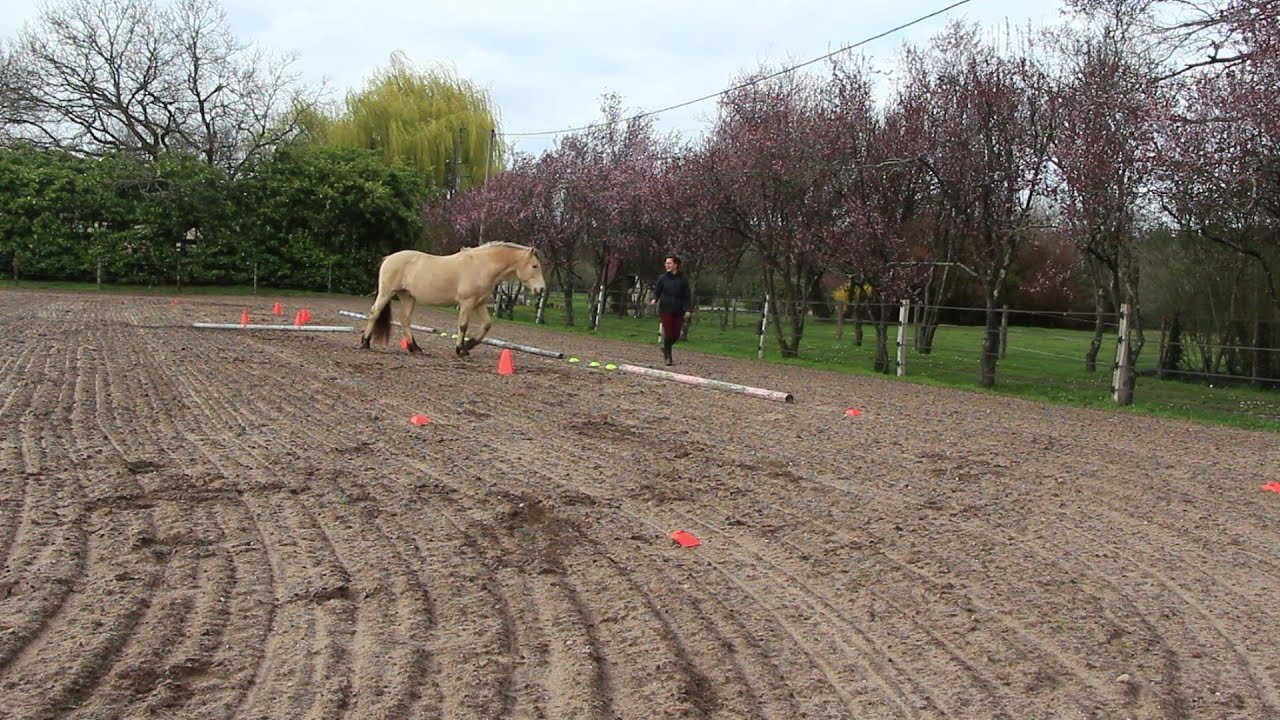 Benedicte et Fendyl, tournois Equifeel Partage. Mars 2023. Club 1 ...