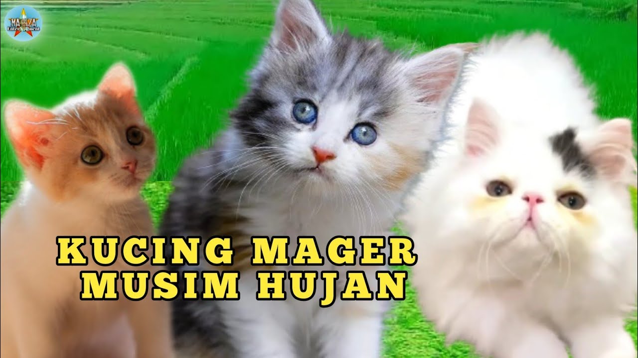 KUCING MEONG MEONG ‼️ KUCING MAGER MUSIM HUJAN ‼️ KUMPULAN KUCING LUCU ...