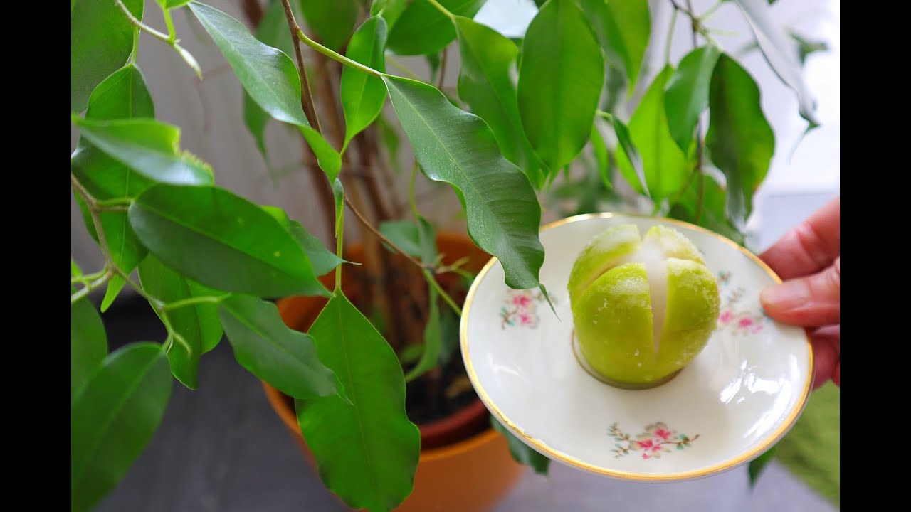 Ihr HAUS wird gut riechen und alle Mücken und Fliegen bleiben fern ...