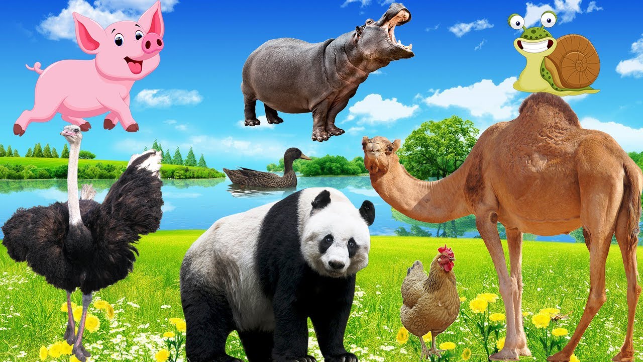 Animal Sounds for Children: pig, chicken, camel, hippo – Animal sounds ...