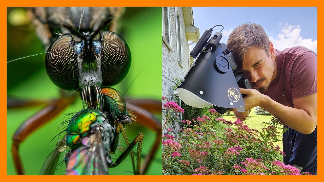 Insect Macro Photography | New Diffuser - YouTube