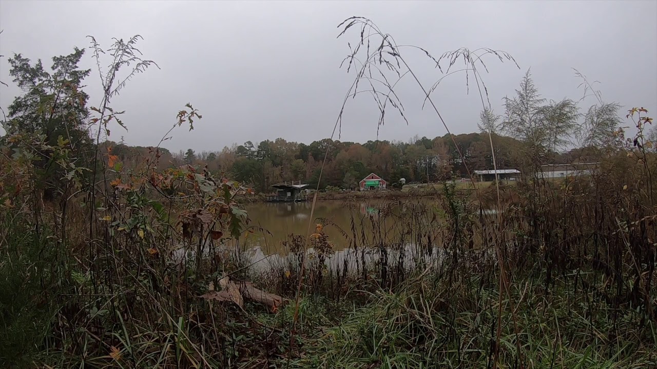 Wildlife Poetry - Pond CAM! - YouTube