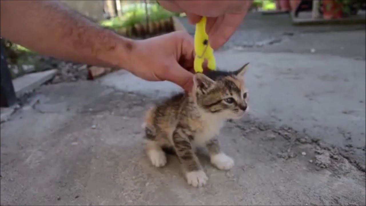 How to deactivate a cat with closespin - YouTube