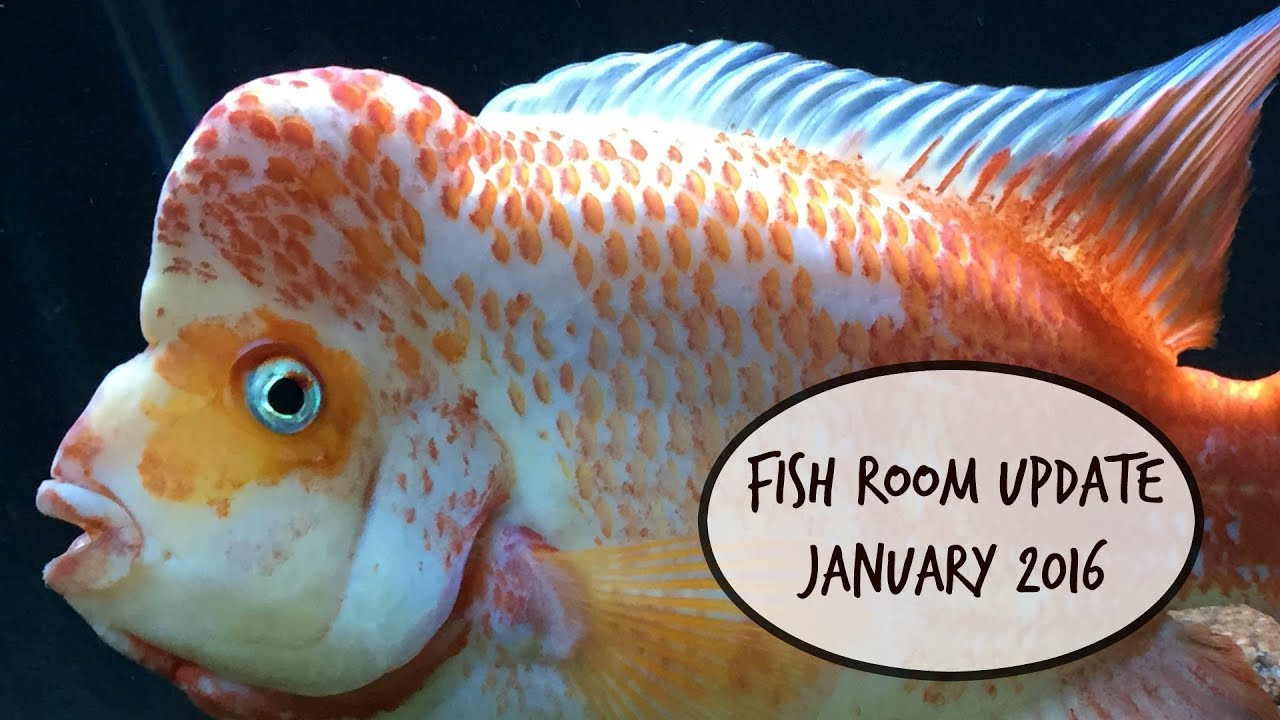 Fish Room Tour - January 2016 - YouTube