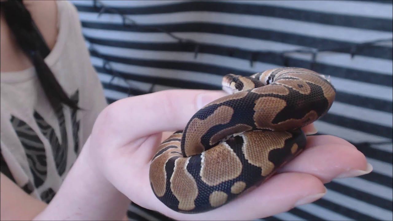 How To Help a Dehydrated Snake Shed - YouTube